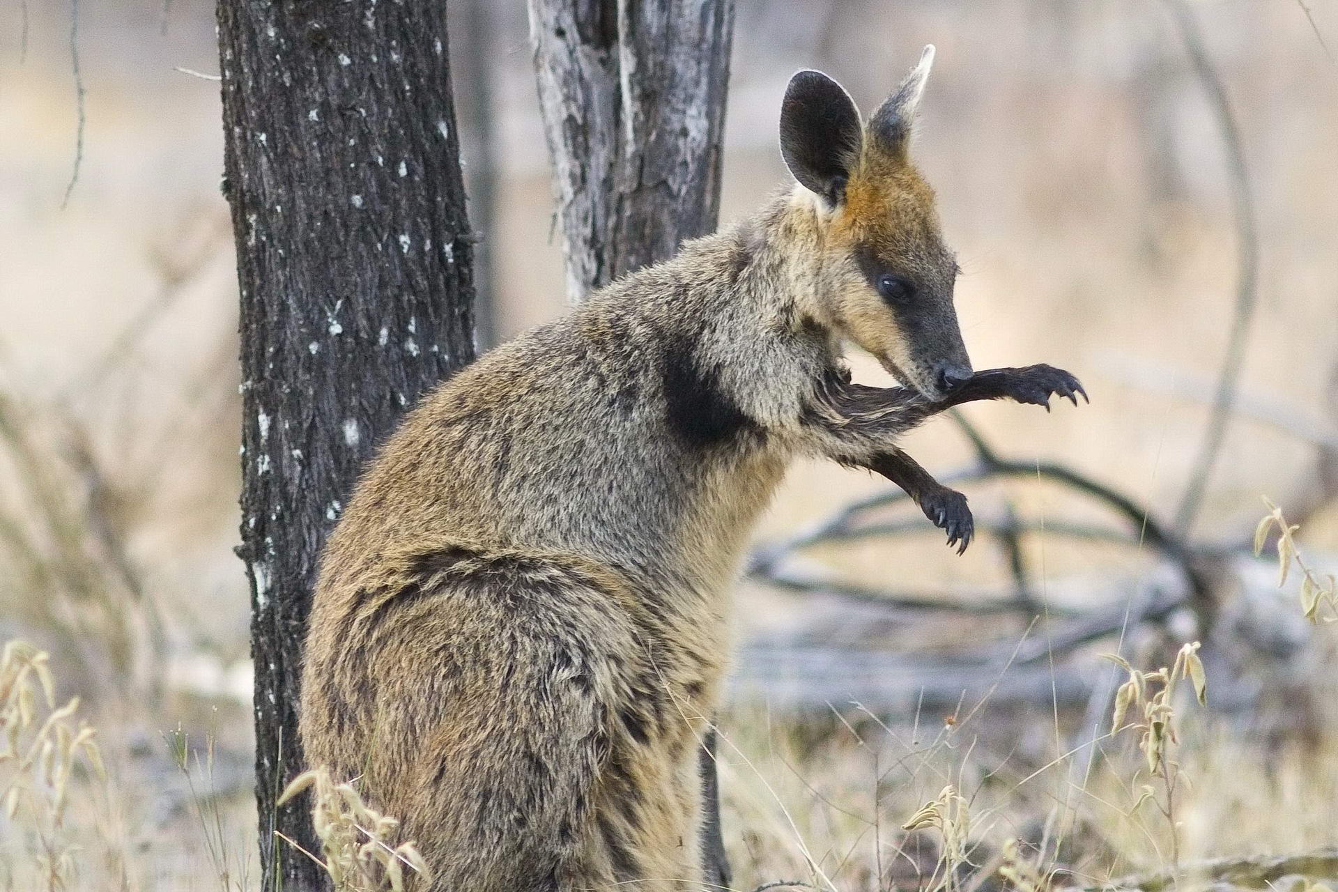 Weranga Scarps Nature Reserve – THE WILDLIFE LAND FUND LIMITED (WLFL)