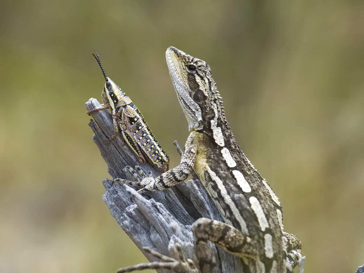 Weranga Scarps Nature Reserve – THE WILDLIFE LAND FUND LIMITED (WLFL)
